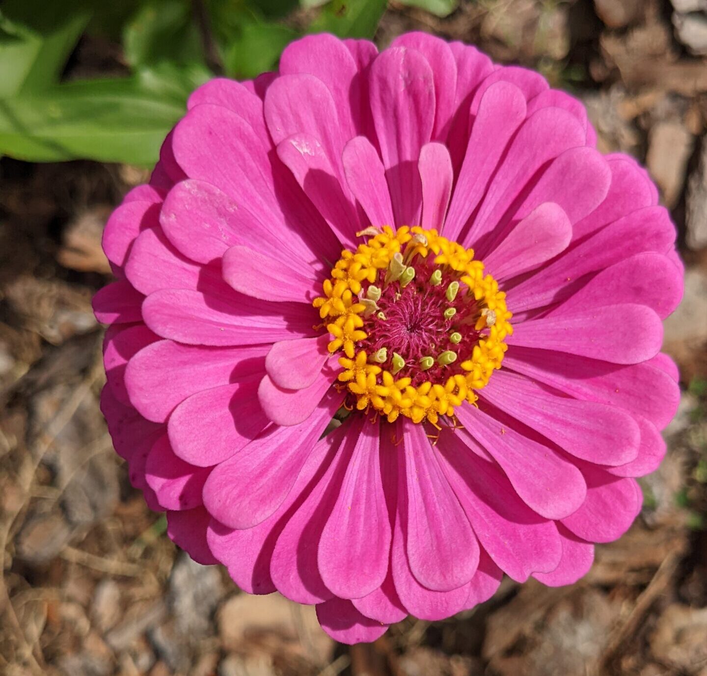 Sowing flower seeds : Avant Gardens