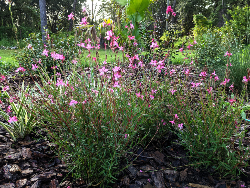 gaura : Avant Gardens