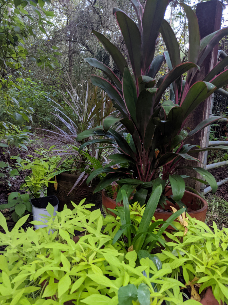Great Plant Combinations: Gingers, Coleus, Impatiens, & Sweet Potato ...
