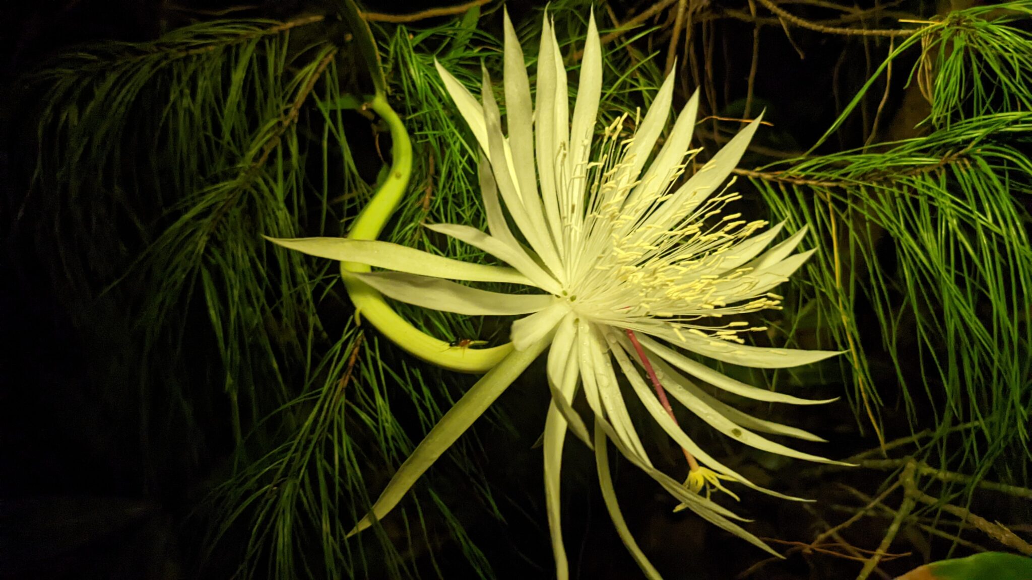 Behold the Spectacular Beauty of Night Blooming Cereus! : Avant Gardens