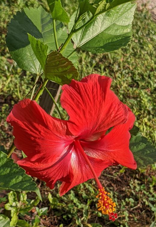 Ten Central Florida Plants that Die Back in Winter but Return in Spring ...