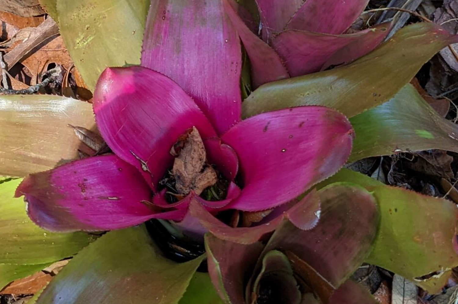 Dividing bromeliads : Avant Gardens