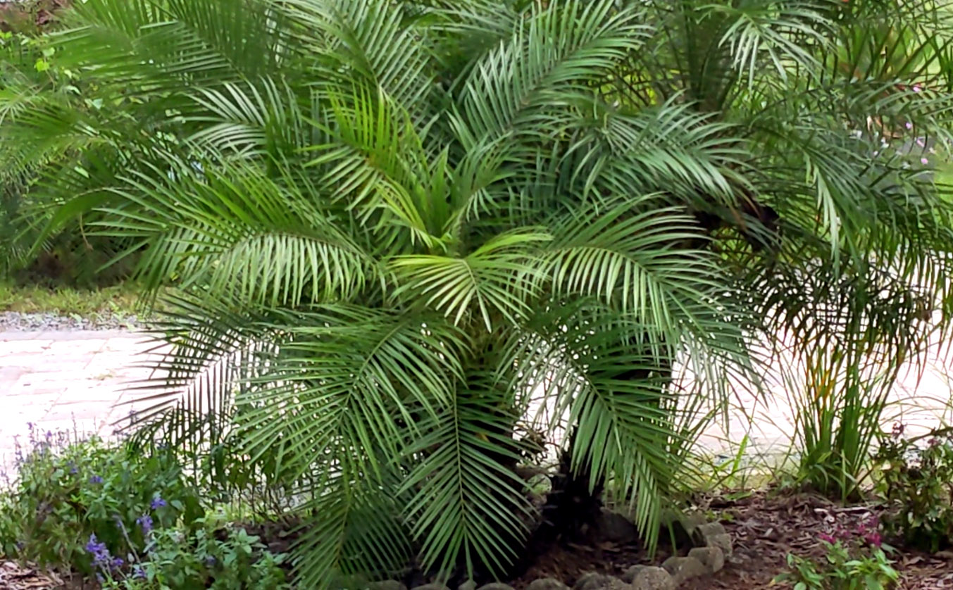The Best Palms in My Central Florida Garden : Avant Gardens