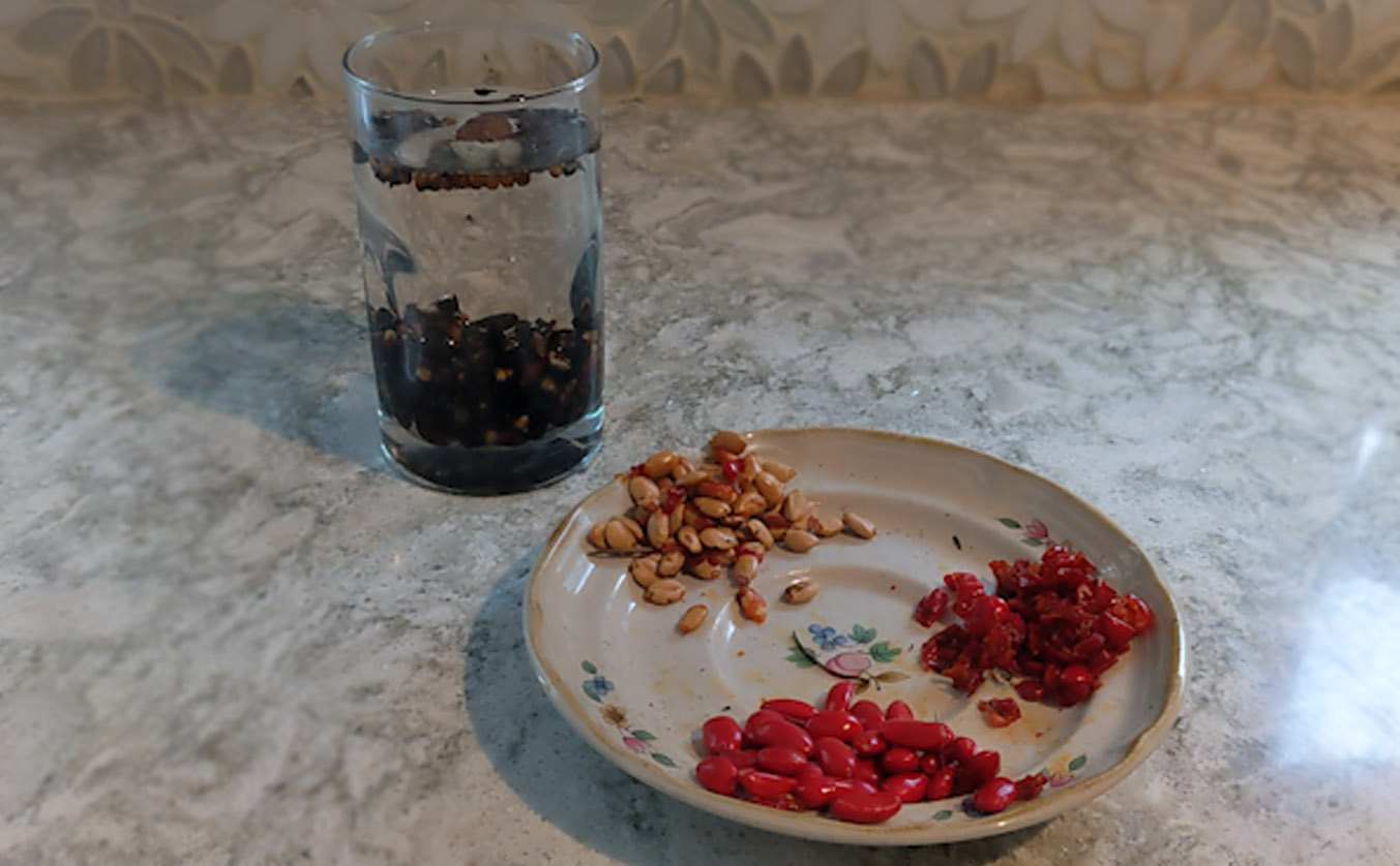 Collecting tree seeds for plant propagation : Avant Gardens