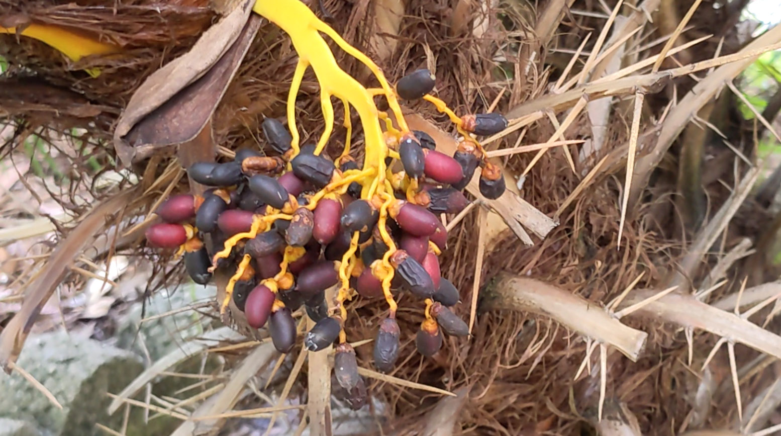 Collecting tree seeds for plant propagation : Avant Gardens