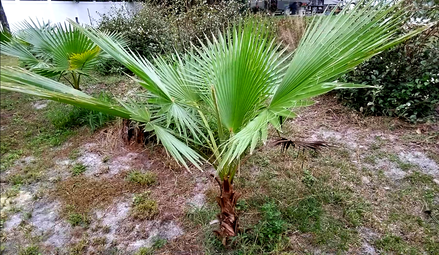 The Best Palms in My Central Florida Garden : Avant Gardens