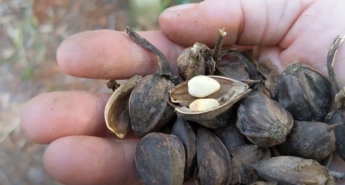 Collecting and planting moonflower seeds : Avant Gardens