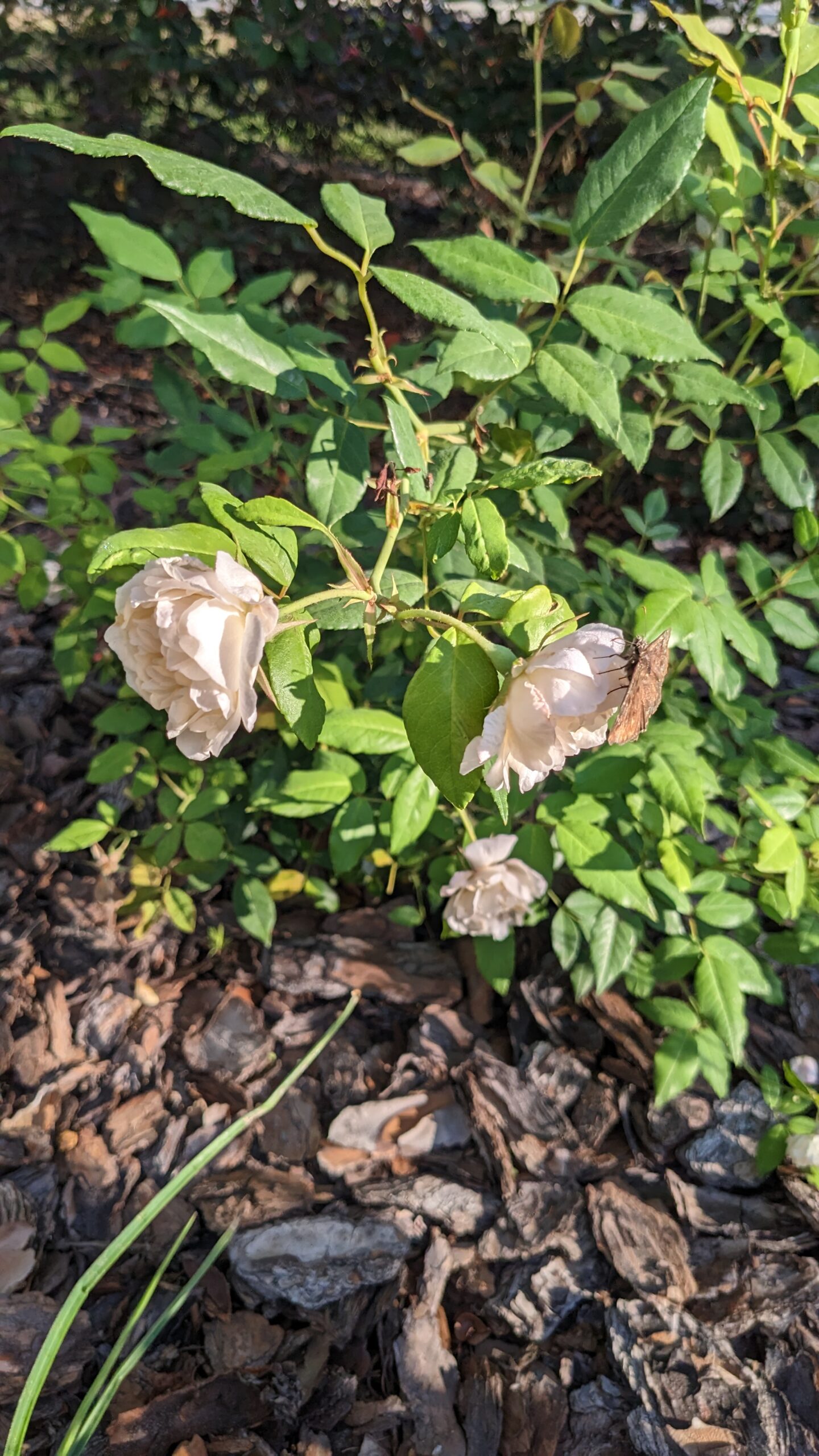What's blooming in my central Florida yard in April (zone 9b) : Avant ...