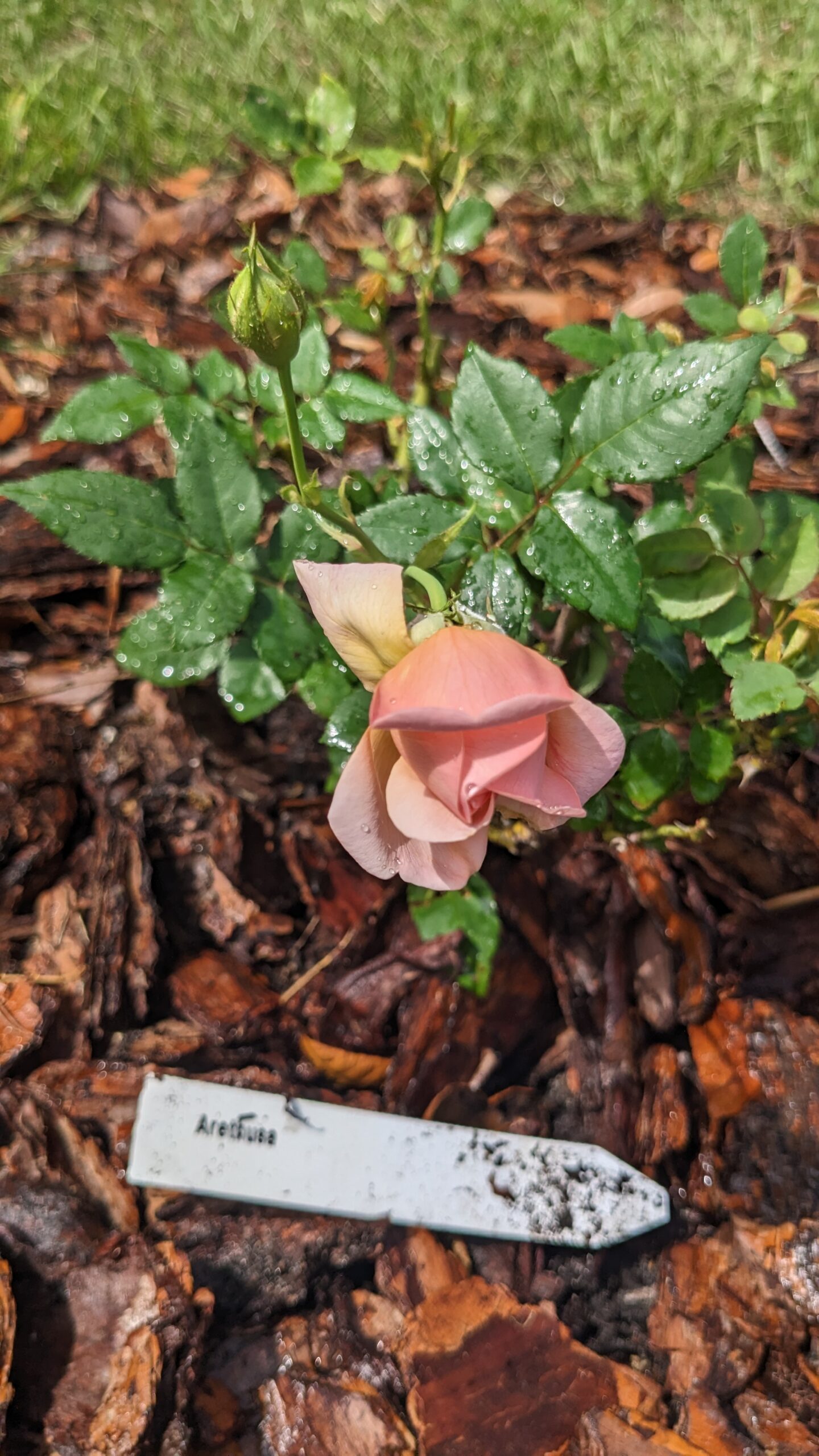 What's blooming in my central Florida yard in April (zone 9b) : Avant ...