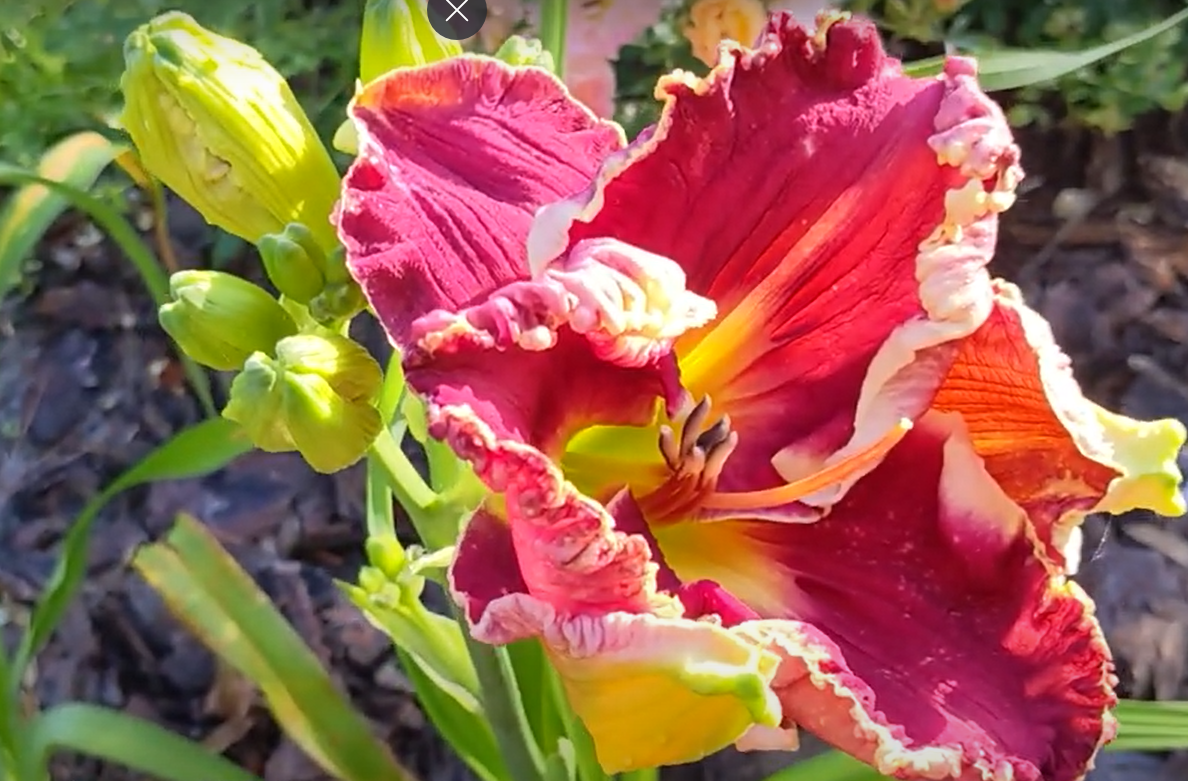 Planting daylilies in a mixed border : Avant Gardens
