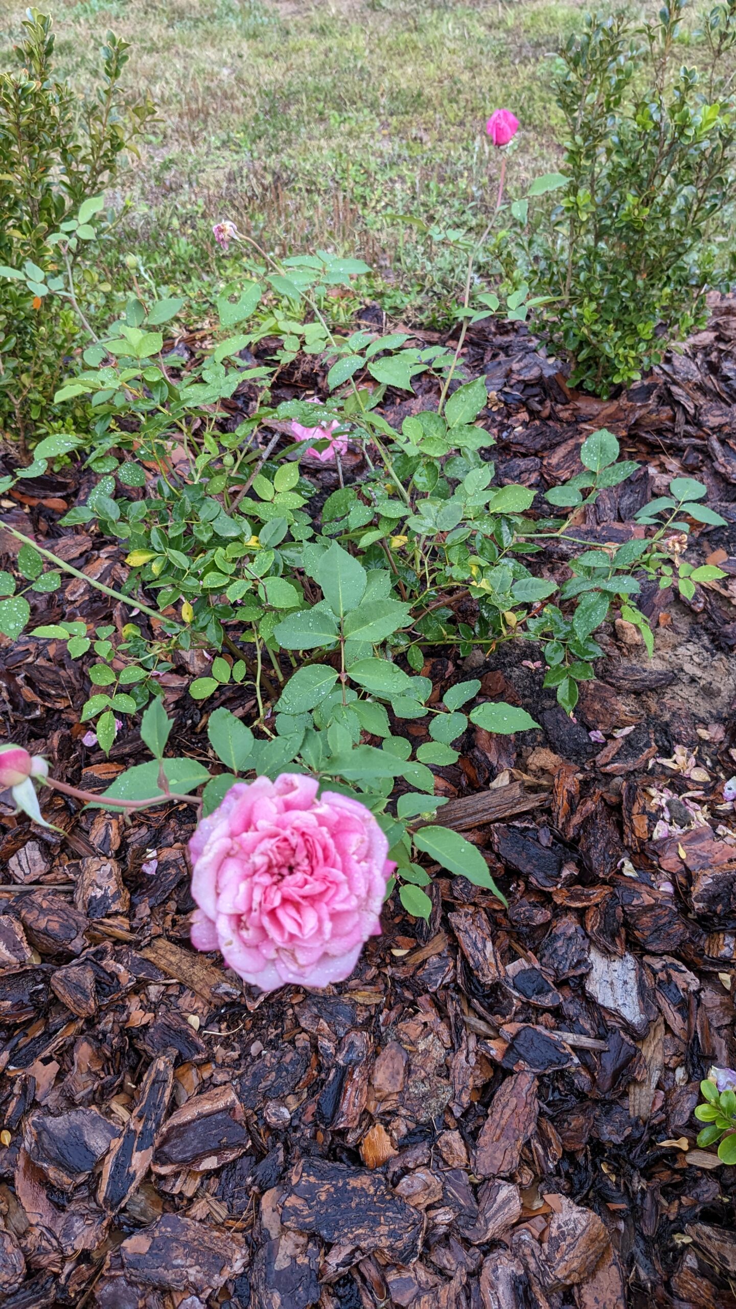 What's blooming in my central Florida yard in April (zone 9b) : Avant ...