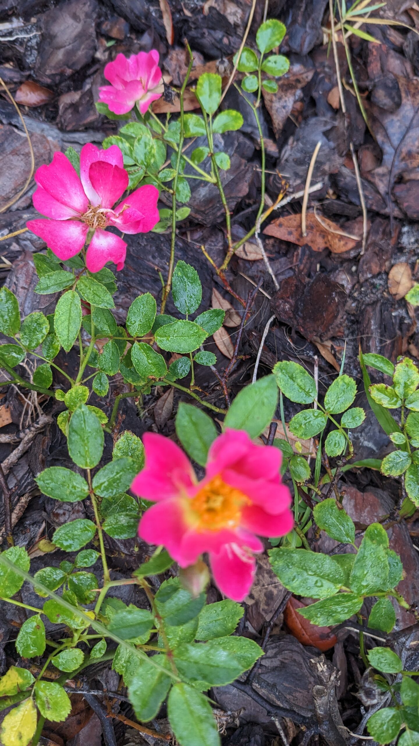 What's blooming in my central Florida yard in April (zone 9b) : Avant ...