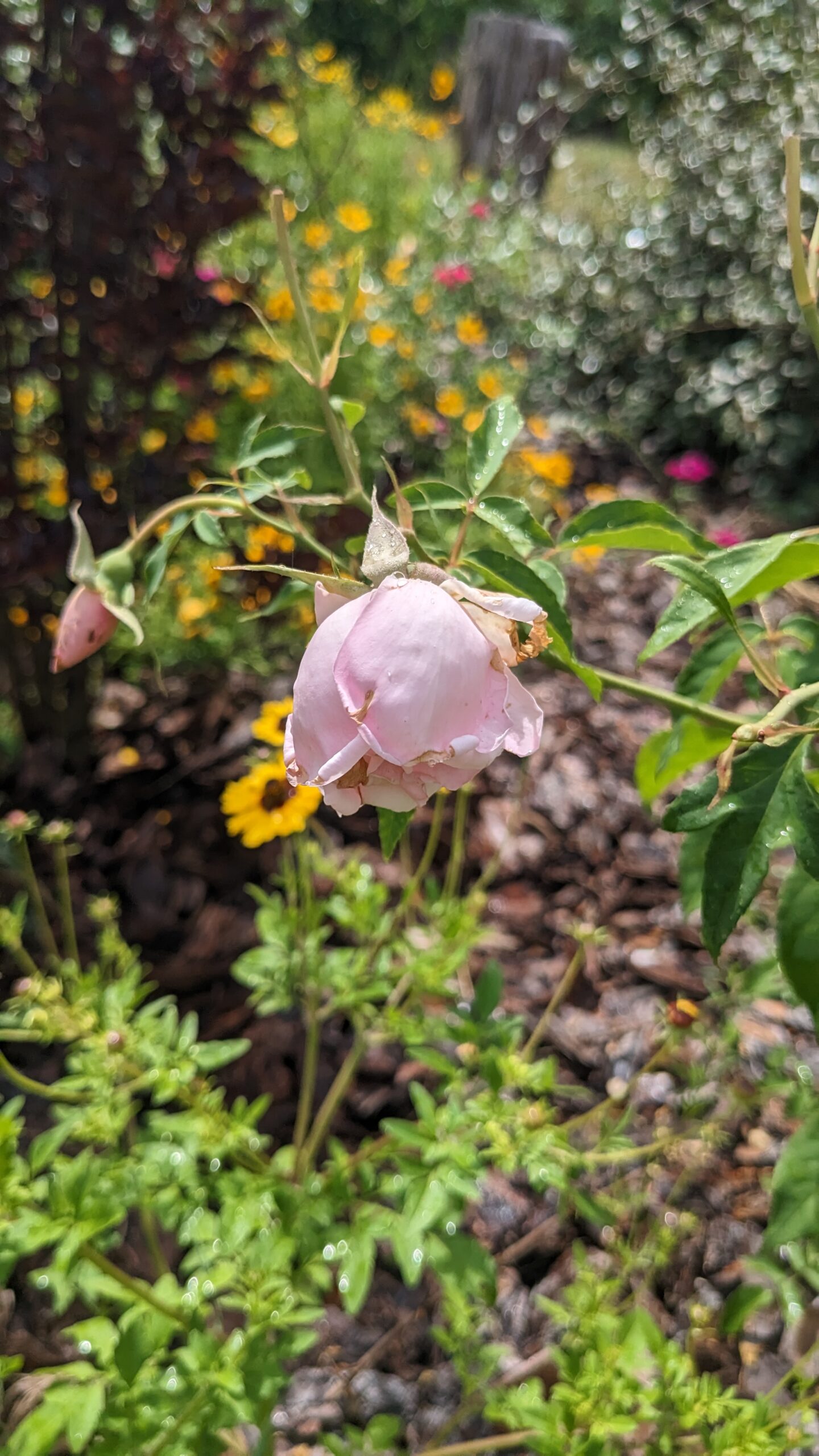 What's blooming in my central Florida yard in April (zone 9b) : Avant ...