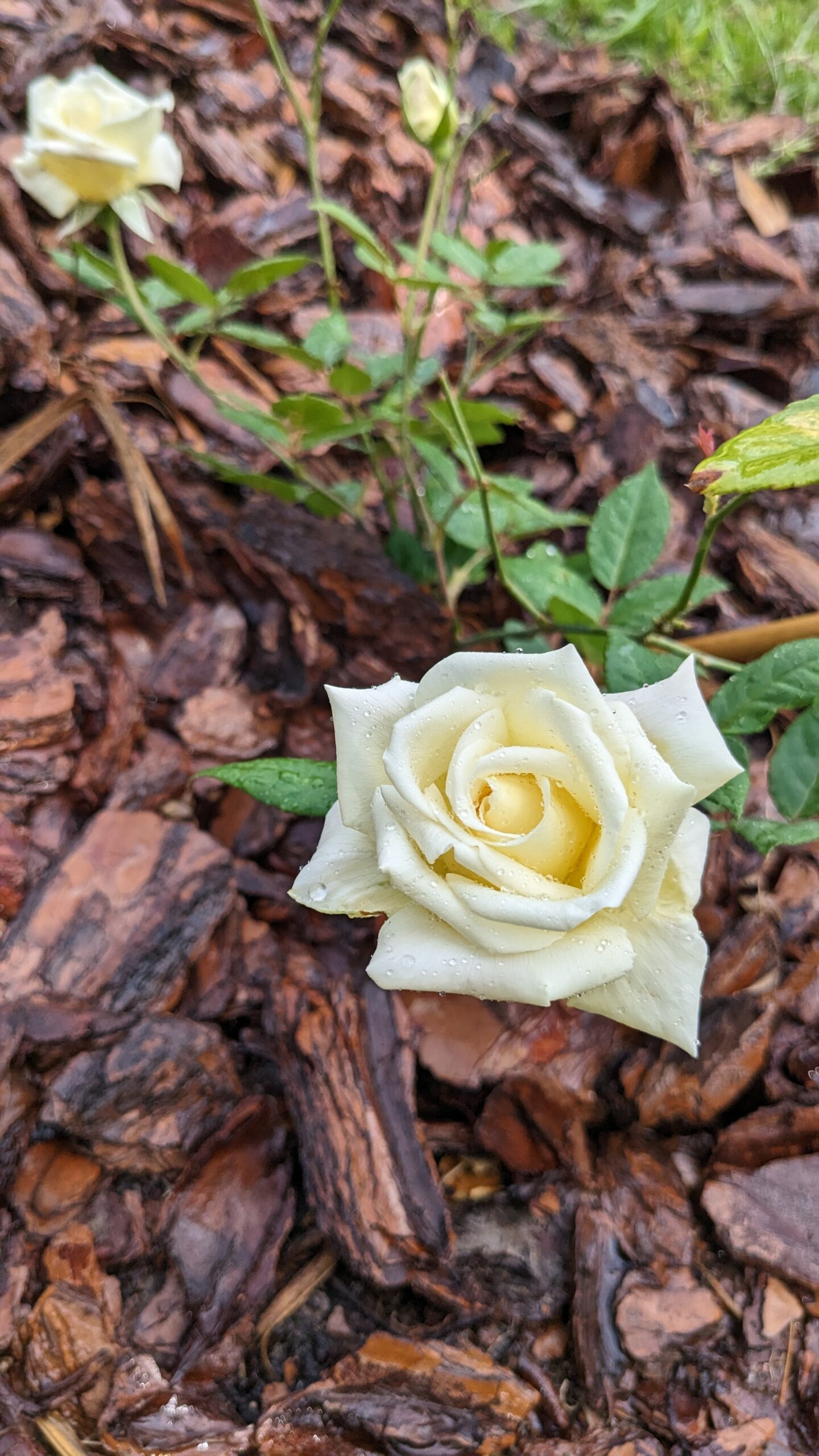 What's blooming in my central Florida yard in April (zone 9b) : Avant ...