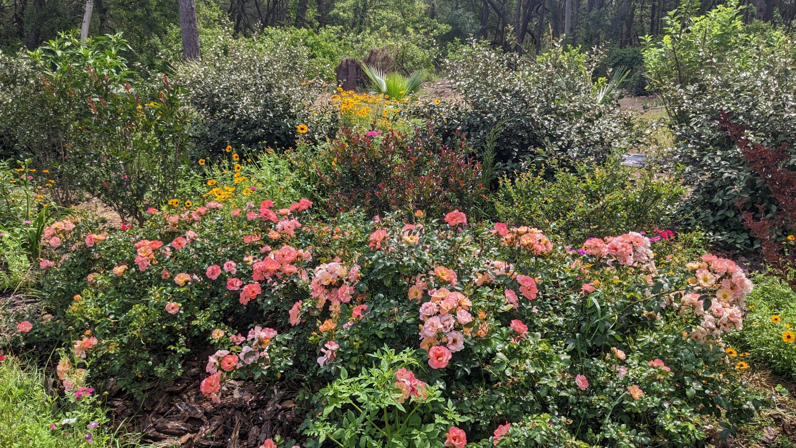 What's blooming in my central Florida yard in April (zone 9b) : Avant ...