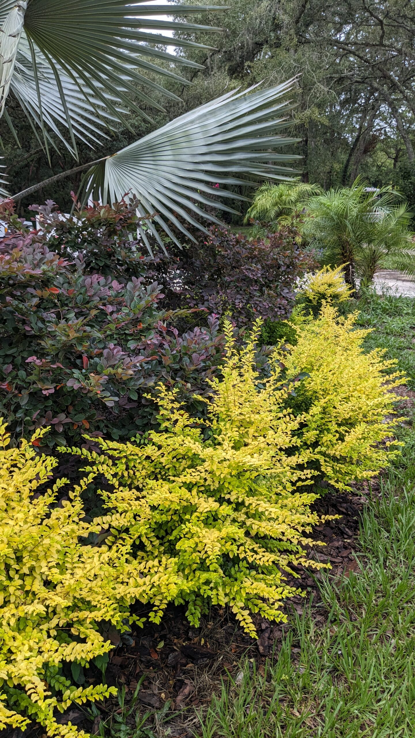 Sunshine Ligustrum: 1-year later : Avant Gardens